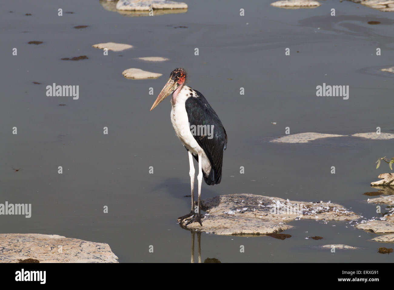 A big bird from Namutoni waterhole, Namibia Stock Photo - Alamy