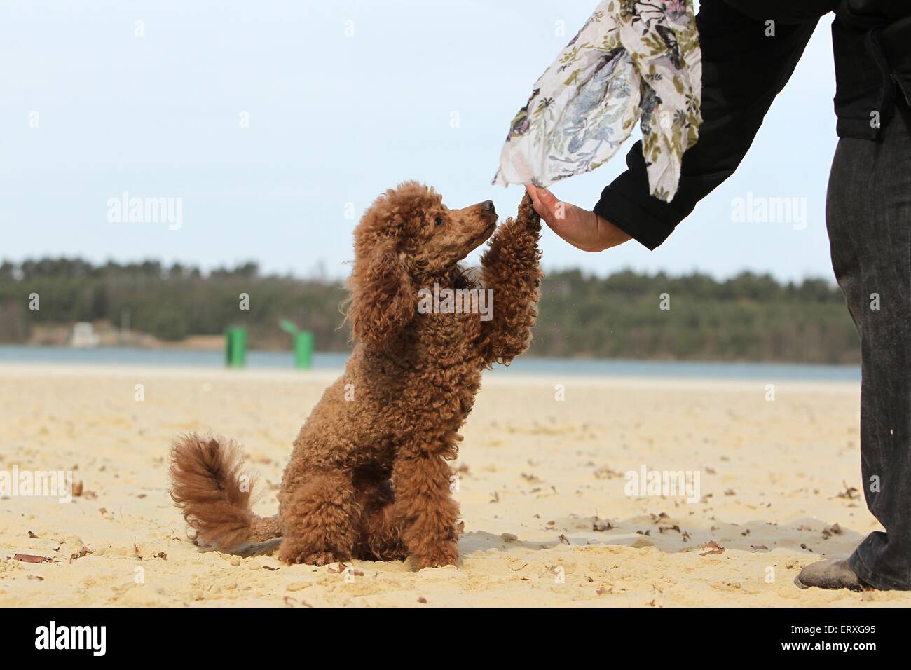 Miniature Poodle gives paw Stock Photo - Alamy