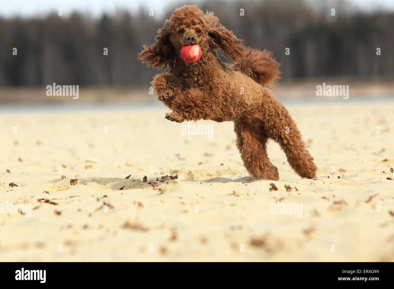 playing Miniature Poodle Stock Photo - Alamy