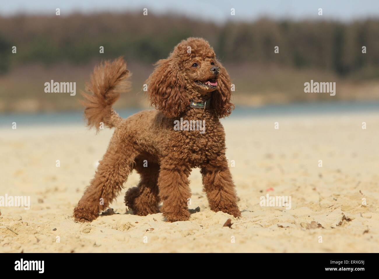 Brown miniature poodle hi-res stock photography and images - Alamy