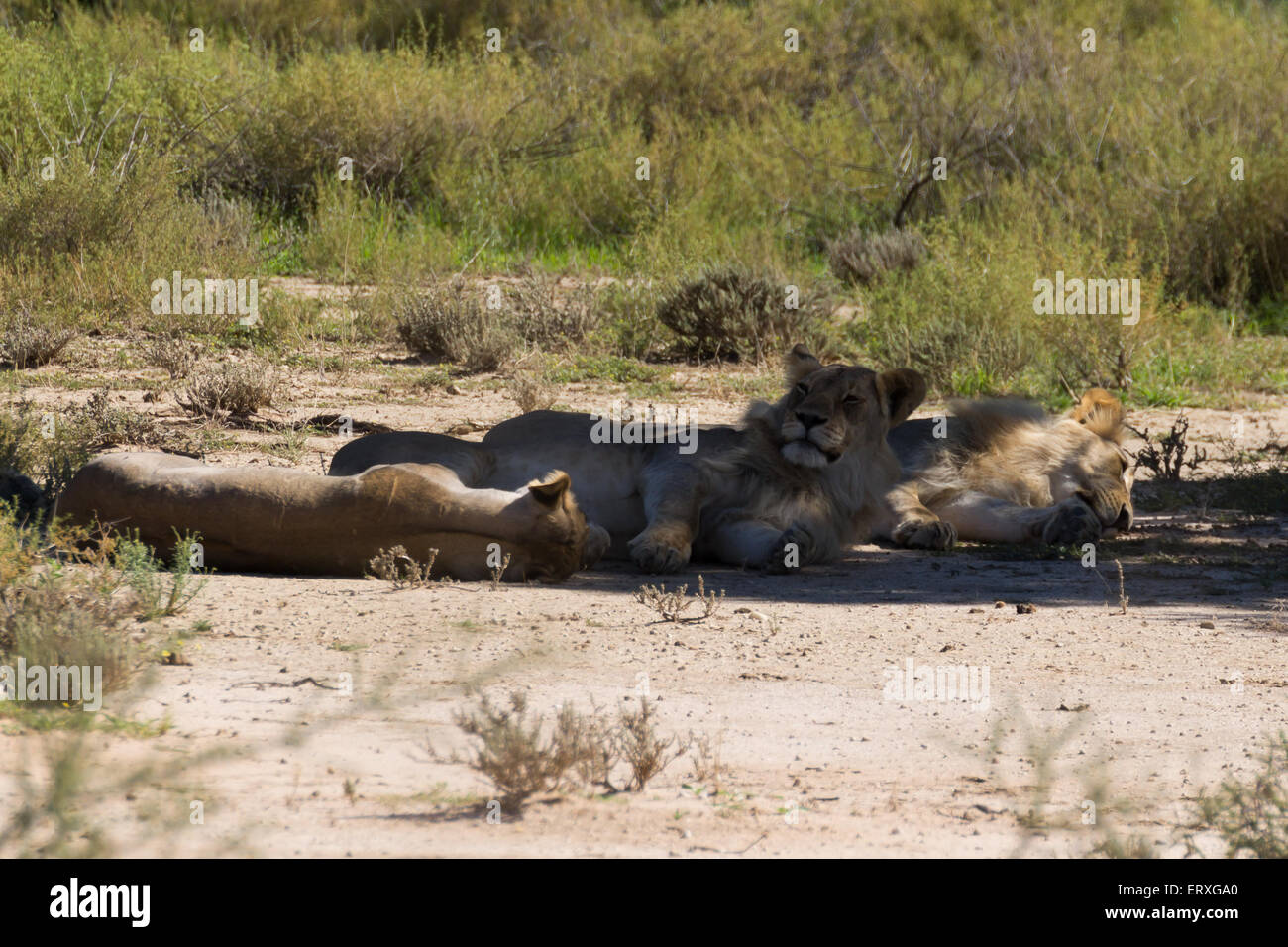 Sleeping lion tree hi-res stock photography and images - Alamy