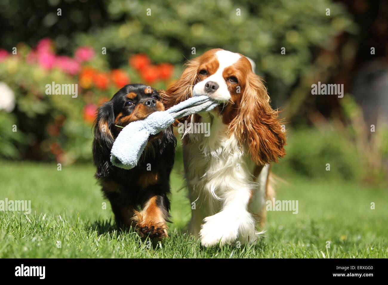 playing Cavalier King Charles Spaniel Stock Photo - Alamy