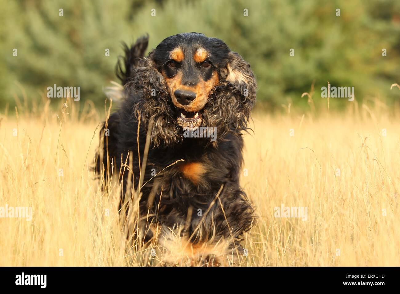 running English Cocker Spaniel Stock Photo - Alamy