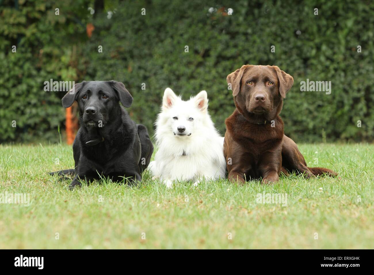 Labrador retriever cross hi-res stock photography and images - Alamy