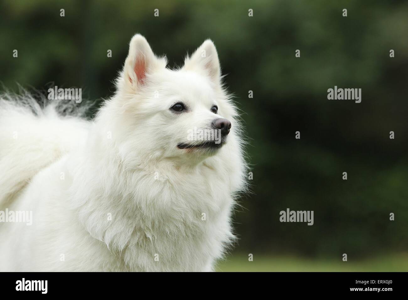 Medium Spitz High Resolution Stock Photography and Images - Alamy