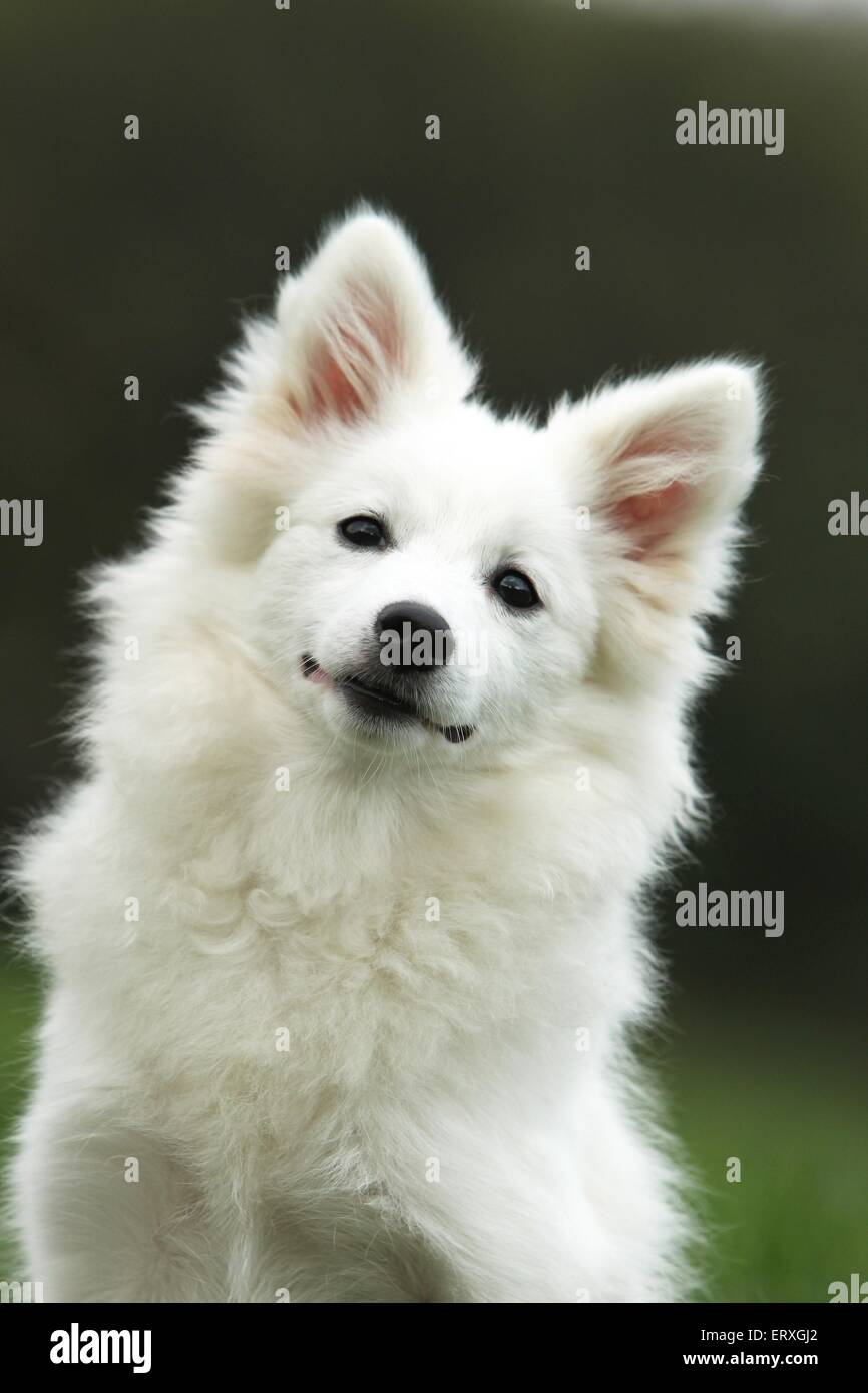 Spitz dog hi-res stock photography and images - Alamy