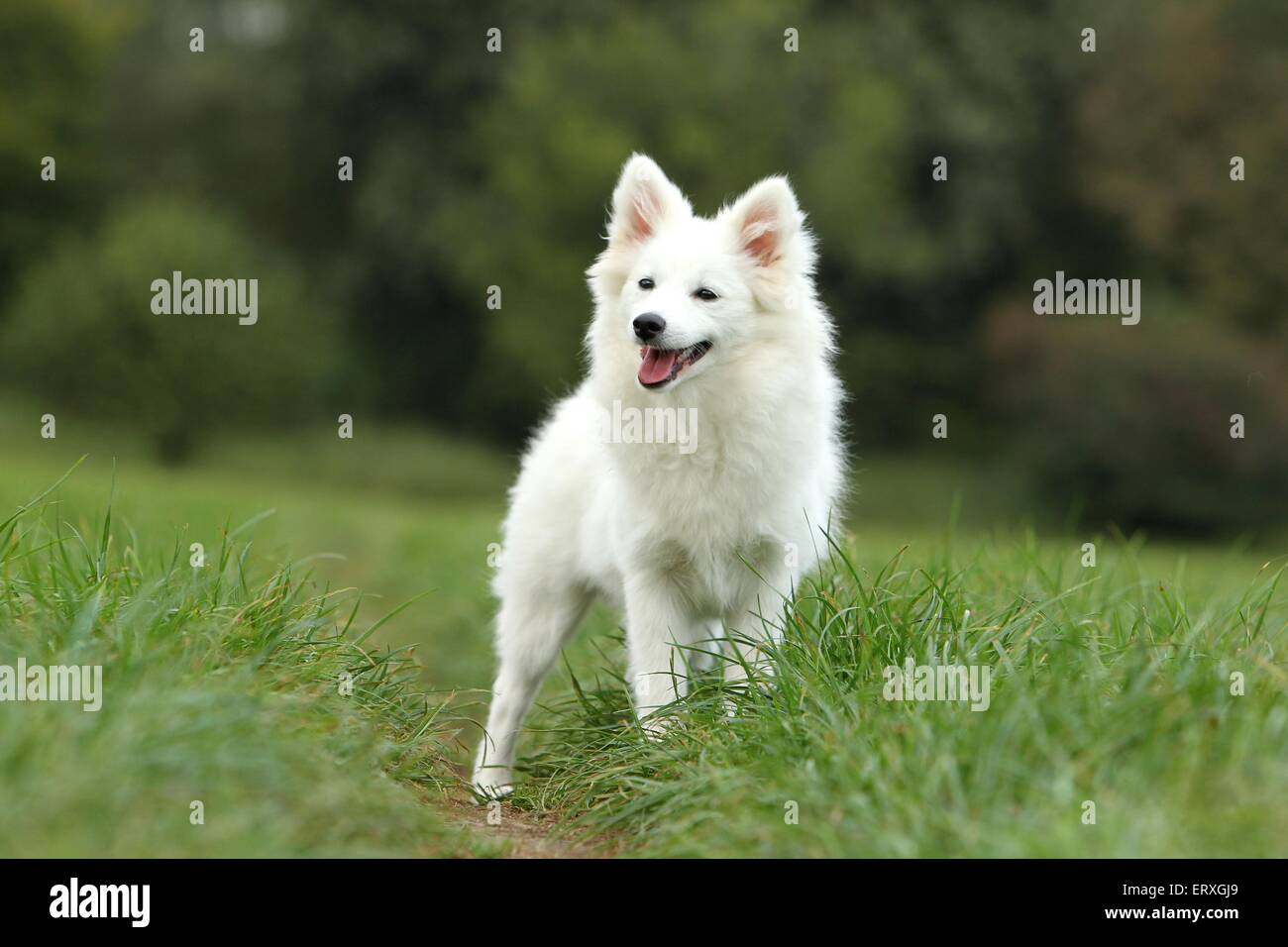 Spitz dog hi-res stock photography and images - Alamy