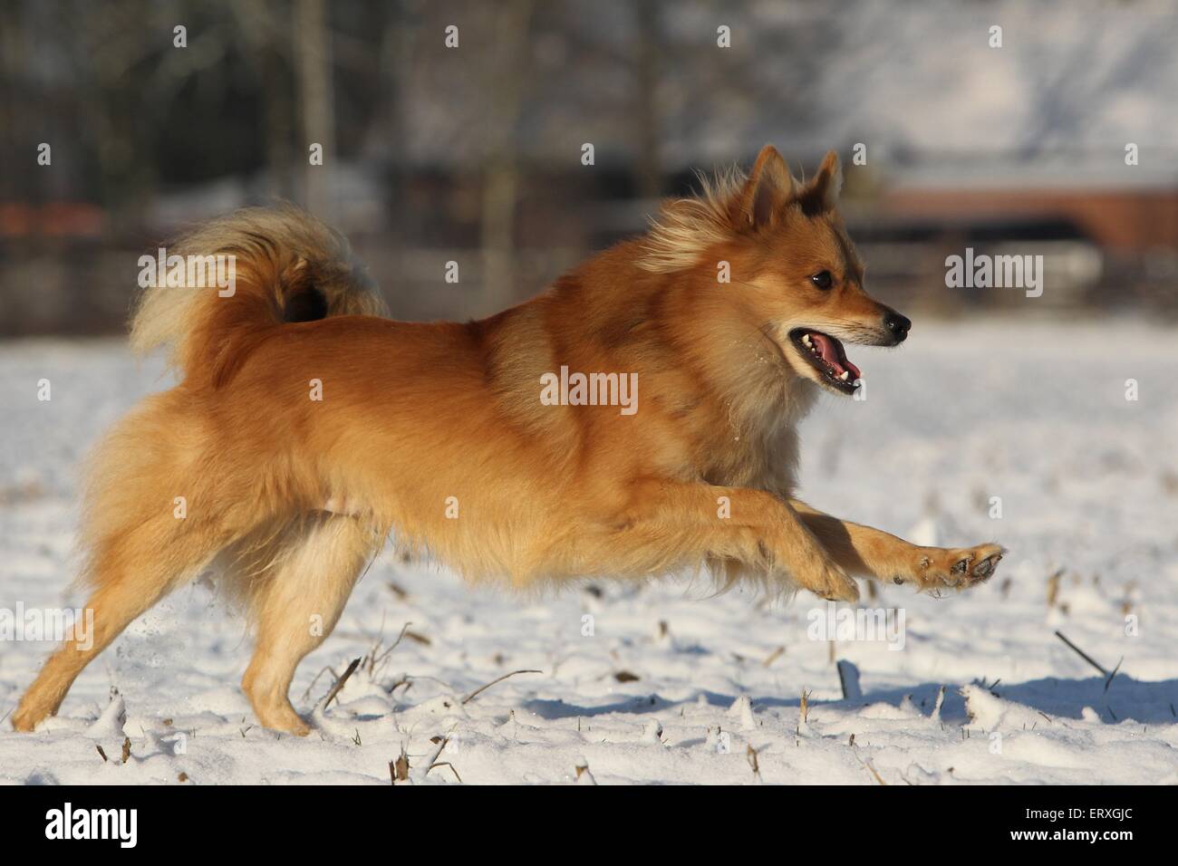 Red spitz hi-res stock photography and images - Alamy