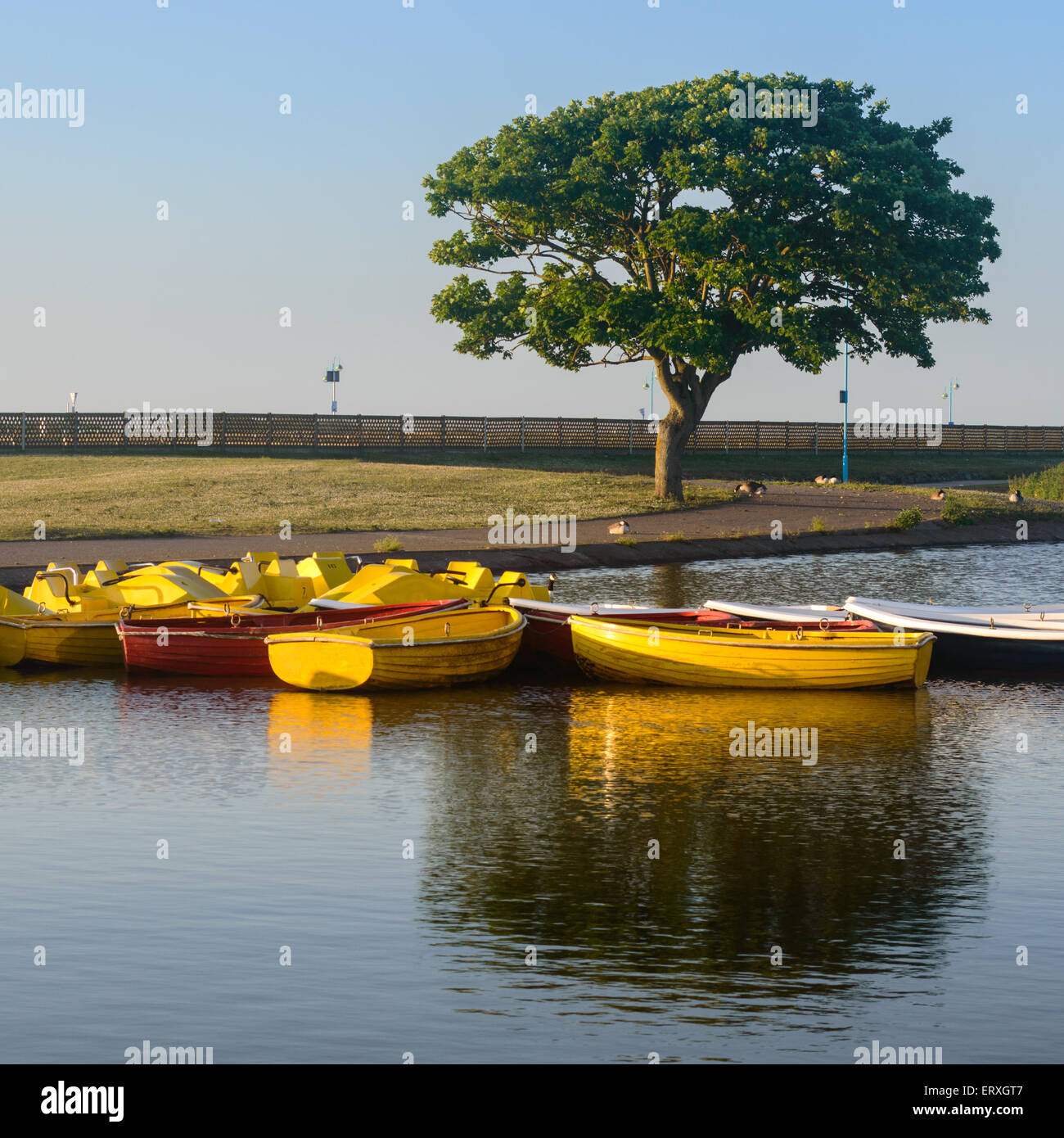 Boats tied together, early in the morning, on the boating lake in ...
