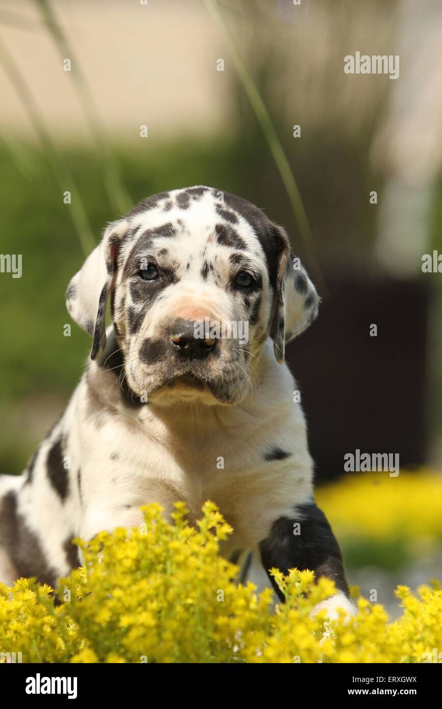 Great Dane Puppy Stock Photo - Alamy