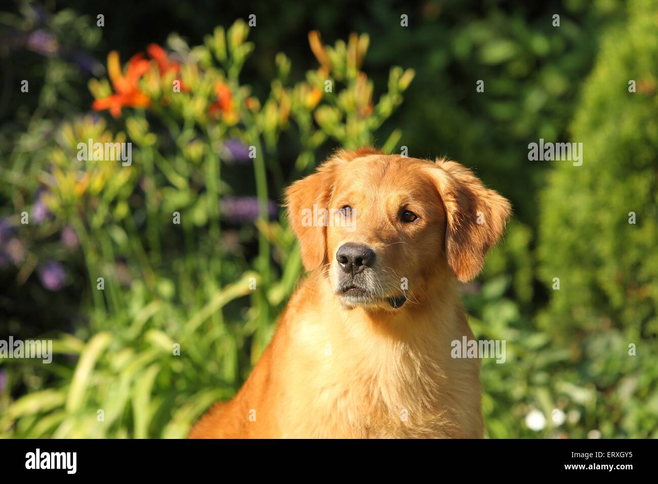 Golden retriever puppy adult hi-res stock photography and images - Alamy