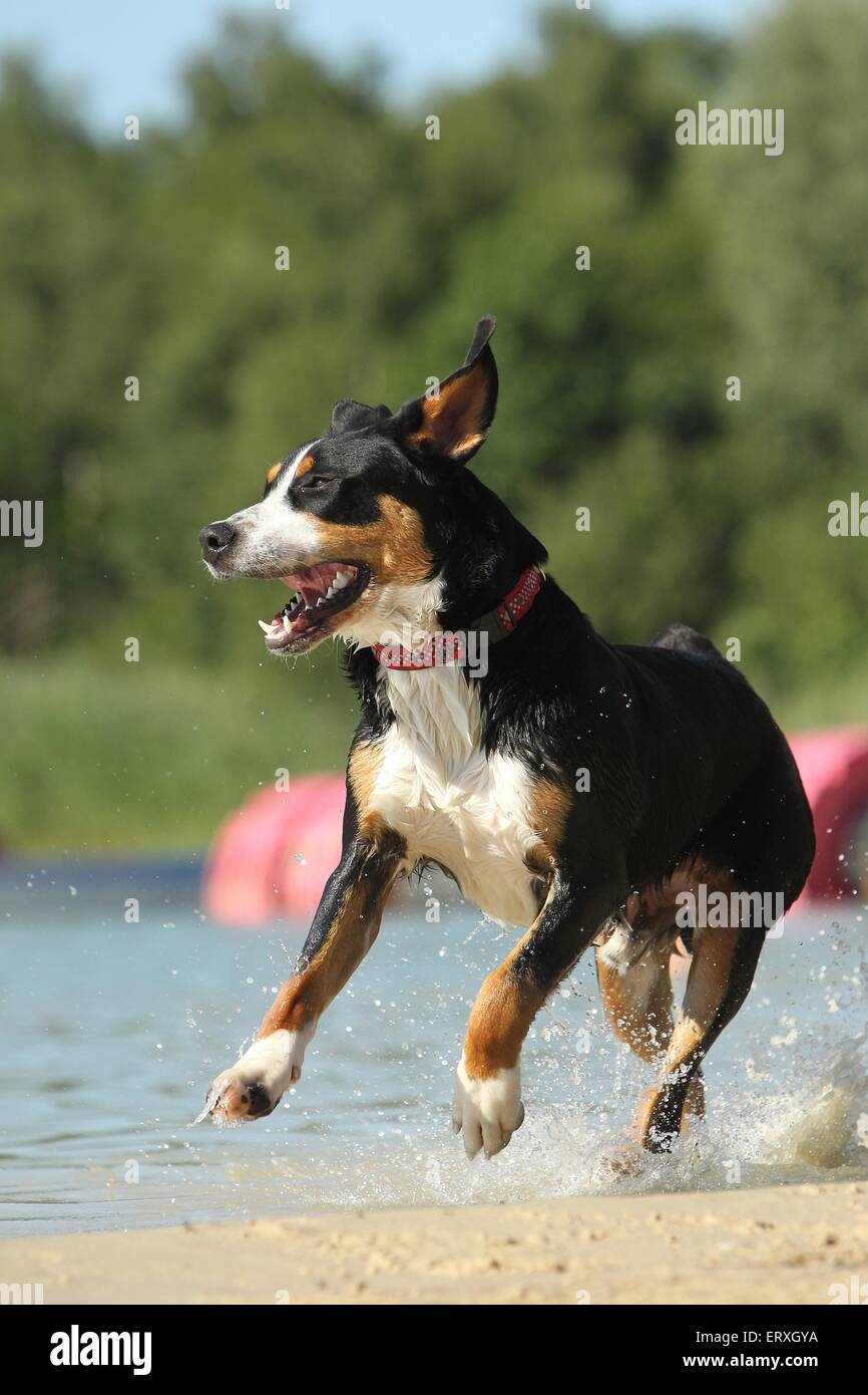 Big Splash Dog High Resolution Stock Photography and Images - Alamy