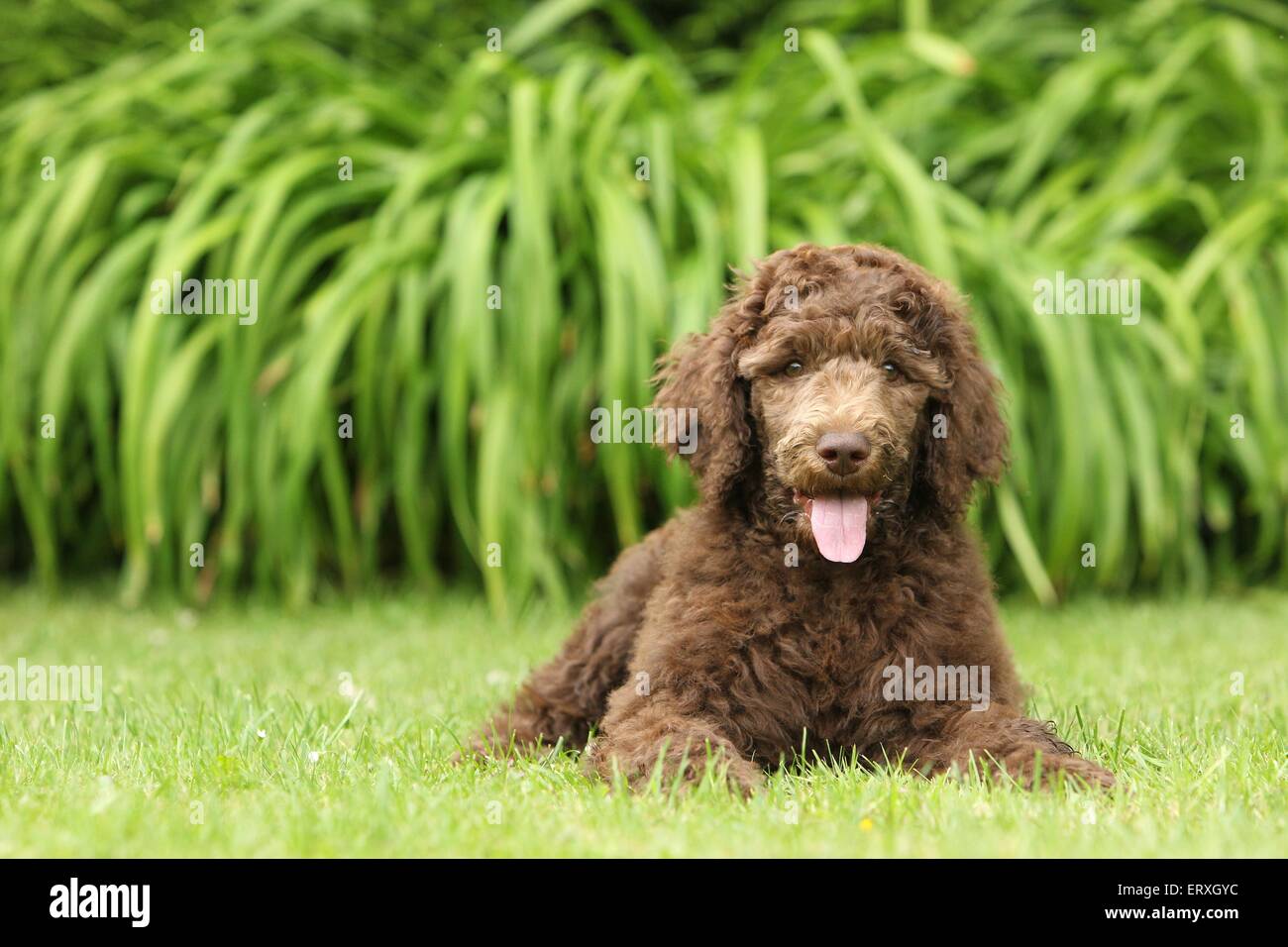 Brown medium poodle hi-res stock photography and images - Alamy