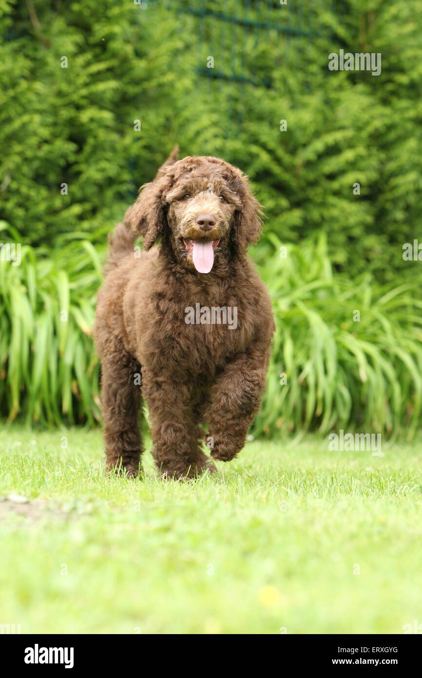 Brown medium poodle hi-res stock photography and images - Alamy