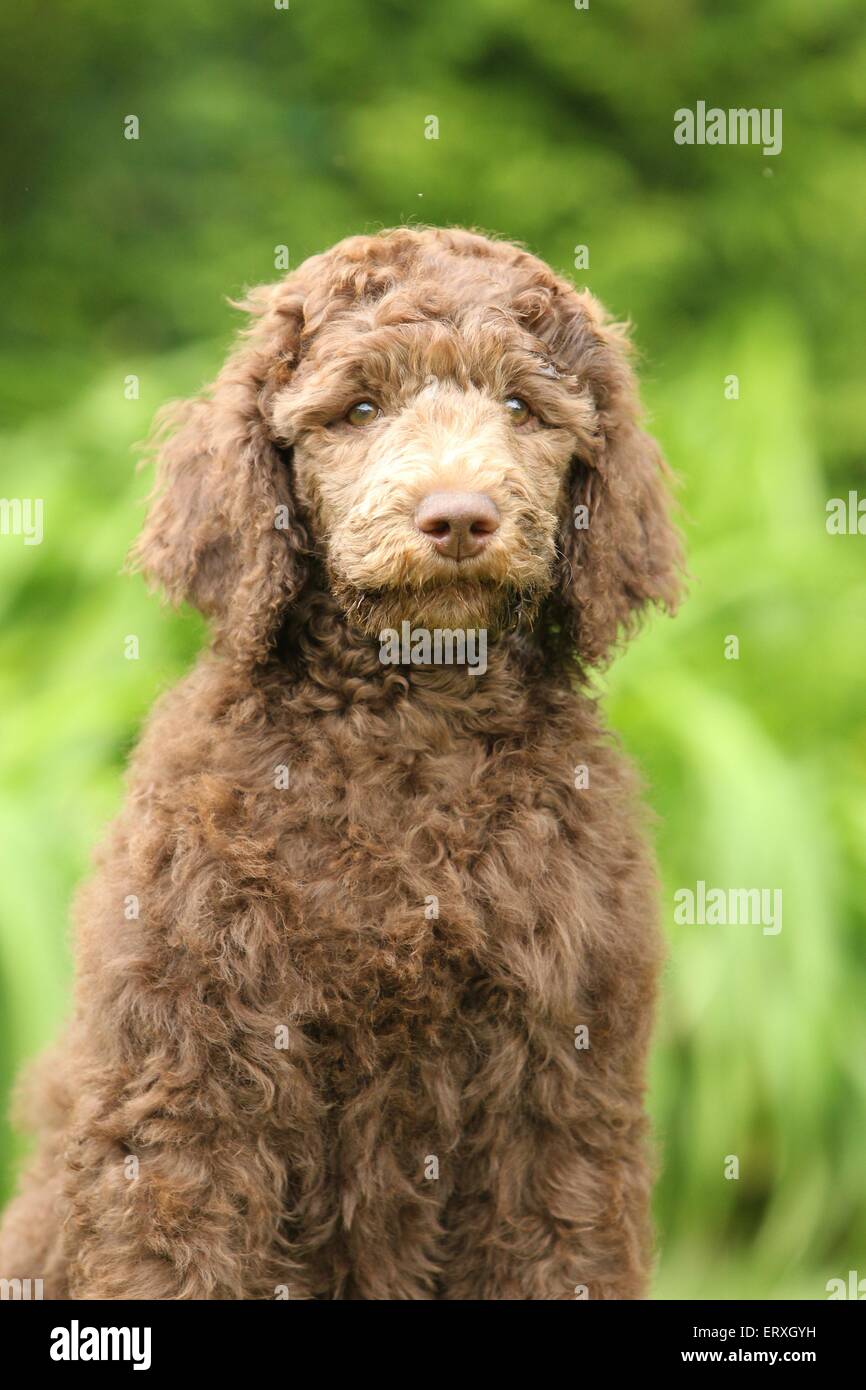 Brown medium poodle hi-res stock photography and images - Alamy