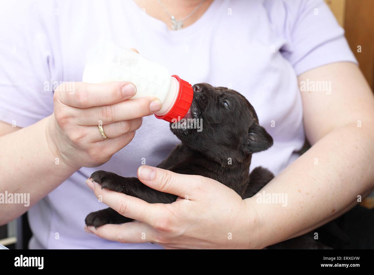Labrador Retriever Baby Stock Photo - Alamy