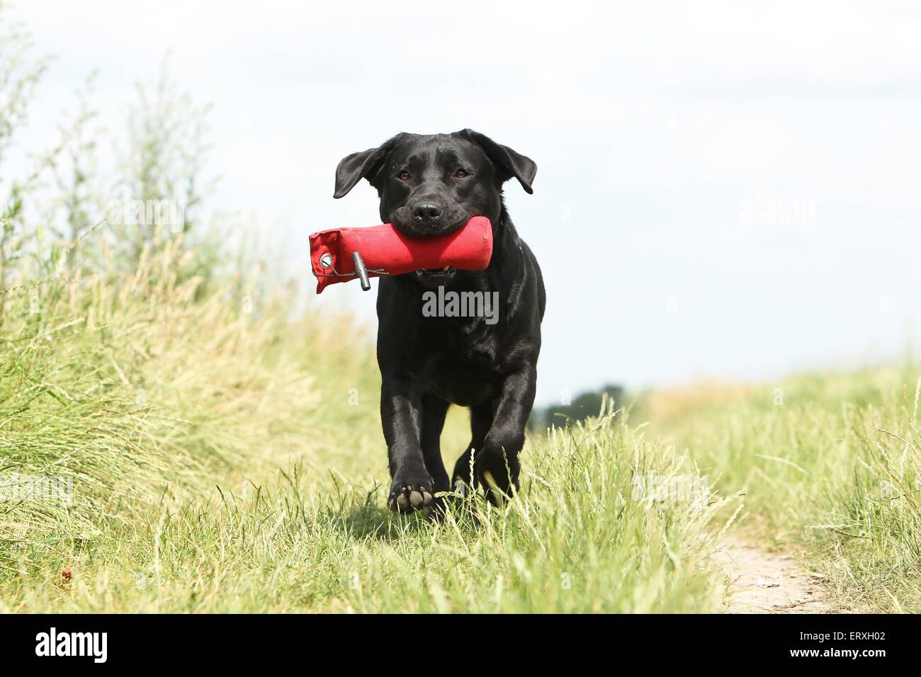 retrieving Labrador Retriever Stock Photo - Alamy