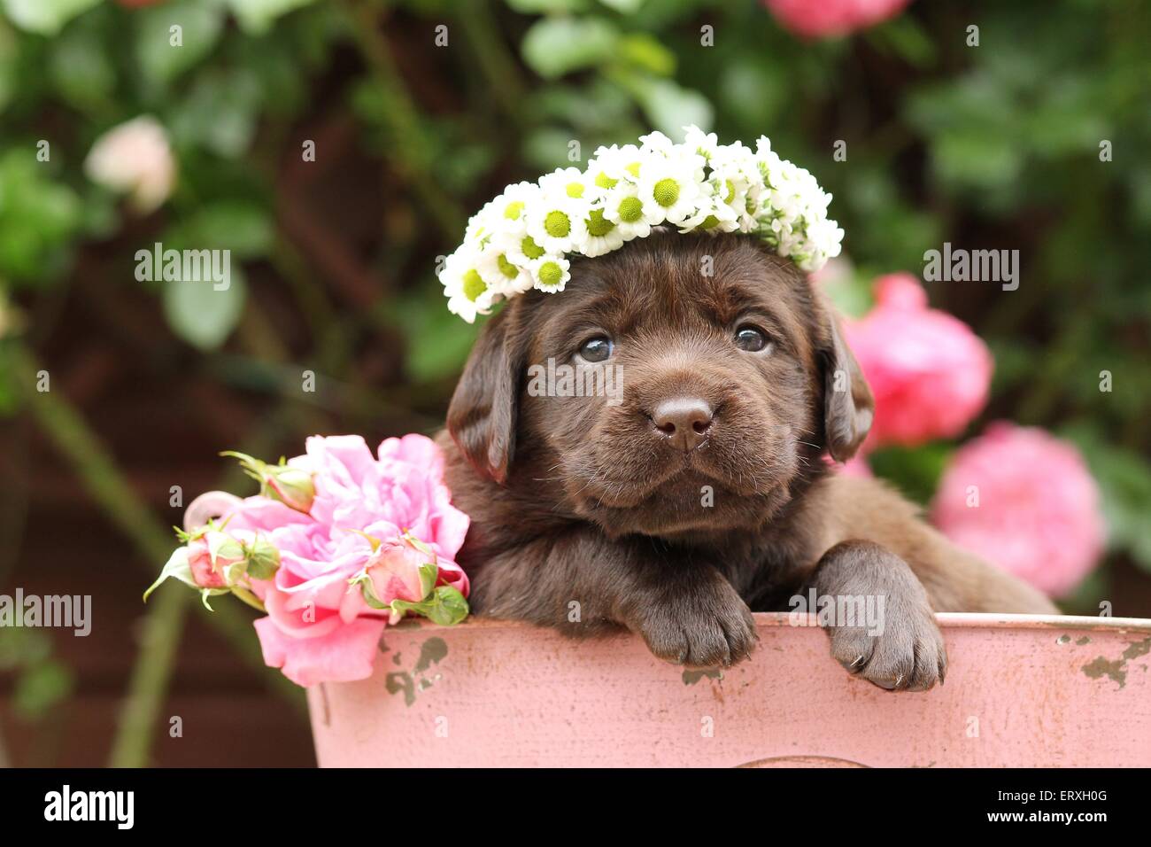Labrador Retriever Puppy Stock Photo - Alamy