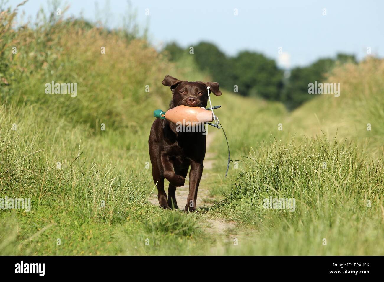 retrieving Labrador Retriever Stock Photo - Alamy