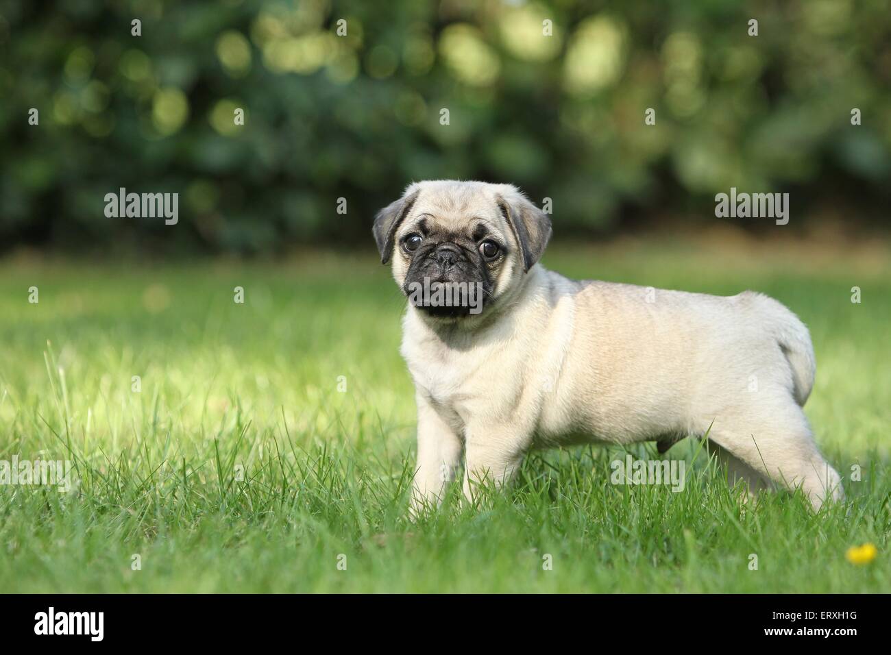 Side View Of A Pug High Resolution Stock Photography and Images - Alamy