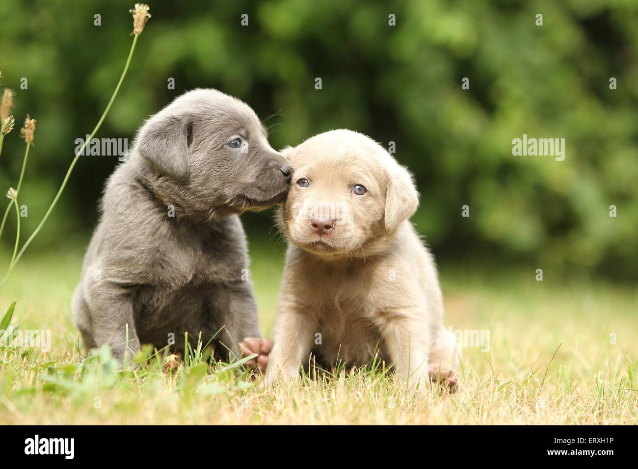 2 Labrador Retriever Puppies Stock Photo - Alamy