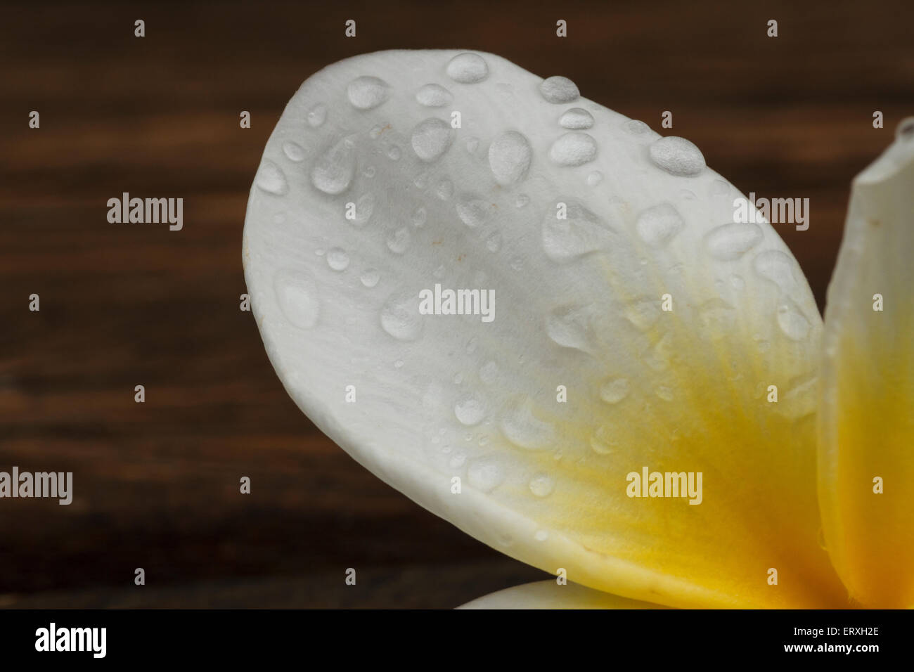 Fallen frangipani flower after rain Stock Photo - Alamy