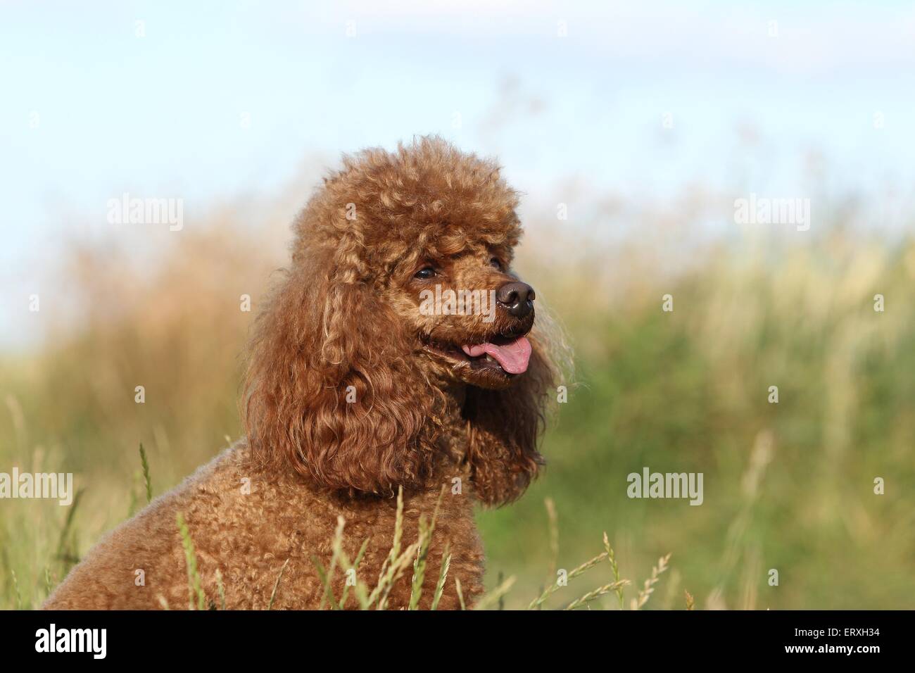 Miniature Poodle Portrait Stock Photo - Alamy