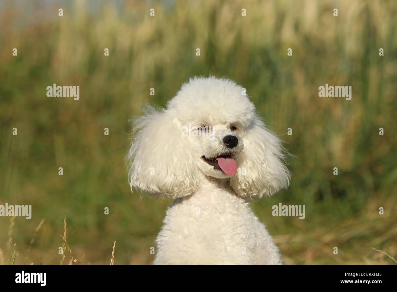 Miniature Poodle Portrait Stock Photo - Alamy