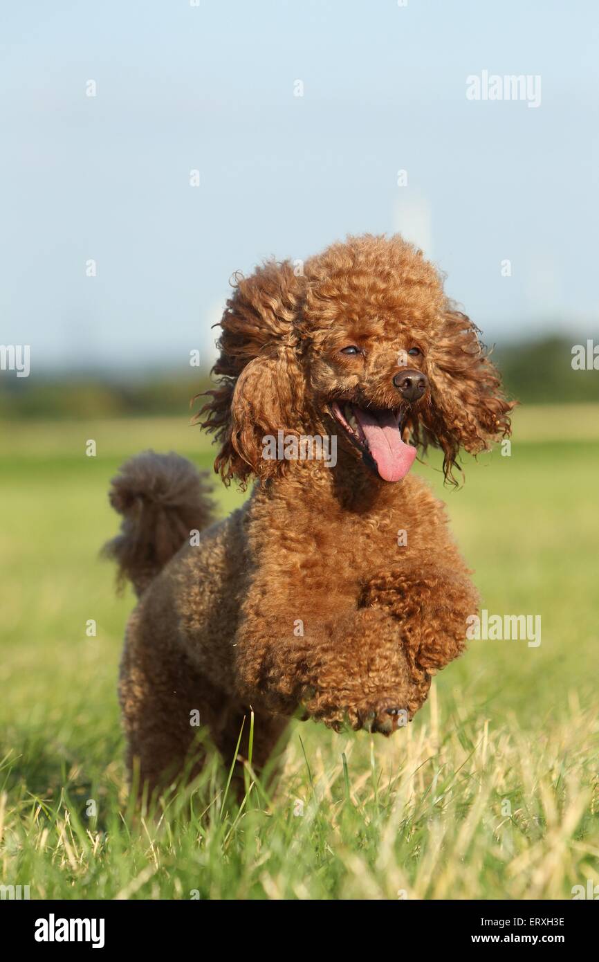 running Miniature Poodle Stock Photo - Alamy