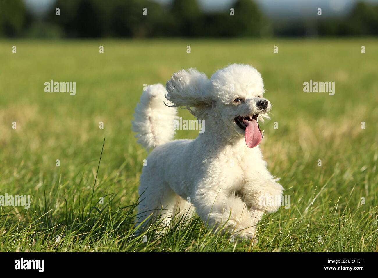 running Miniature Poodle Stock Photo - Alamy