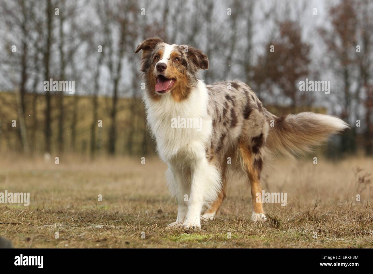 standing Australian Shepherd Stock Photo - Alamy