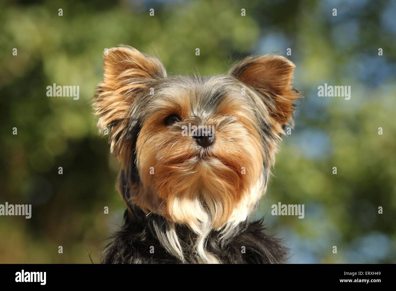 Biewer Yorkshire Terrier Portrait Stock Photo - Alamy