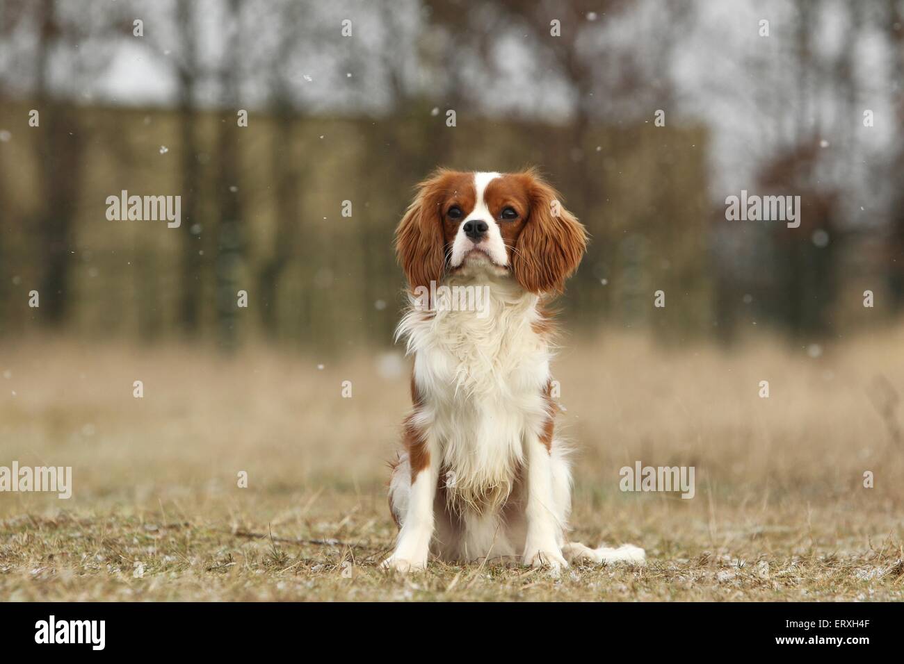 sitting Cavalier King Charles Spaniel Stock Photo - Alamy