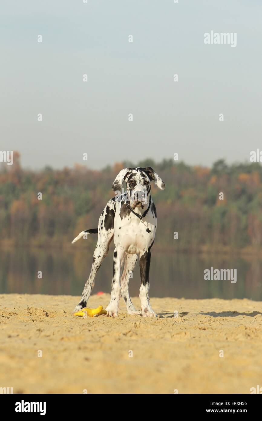 Juvenile sand tiger hi-res stock photography and images - Alamy