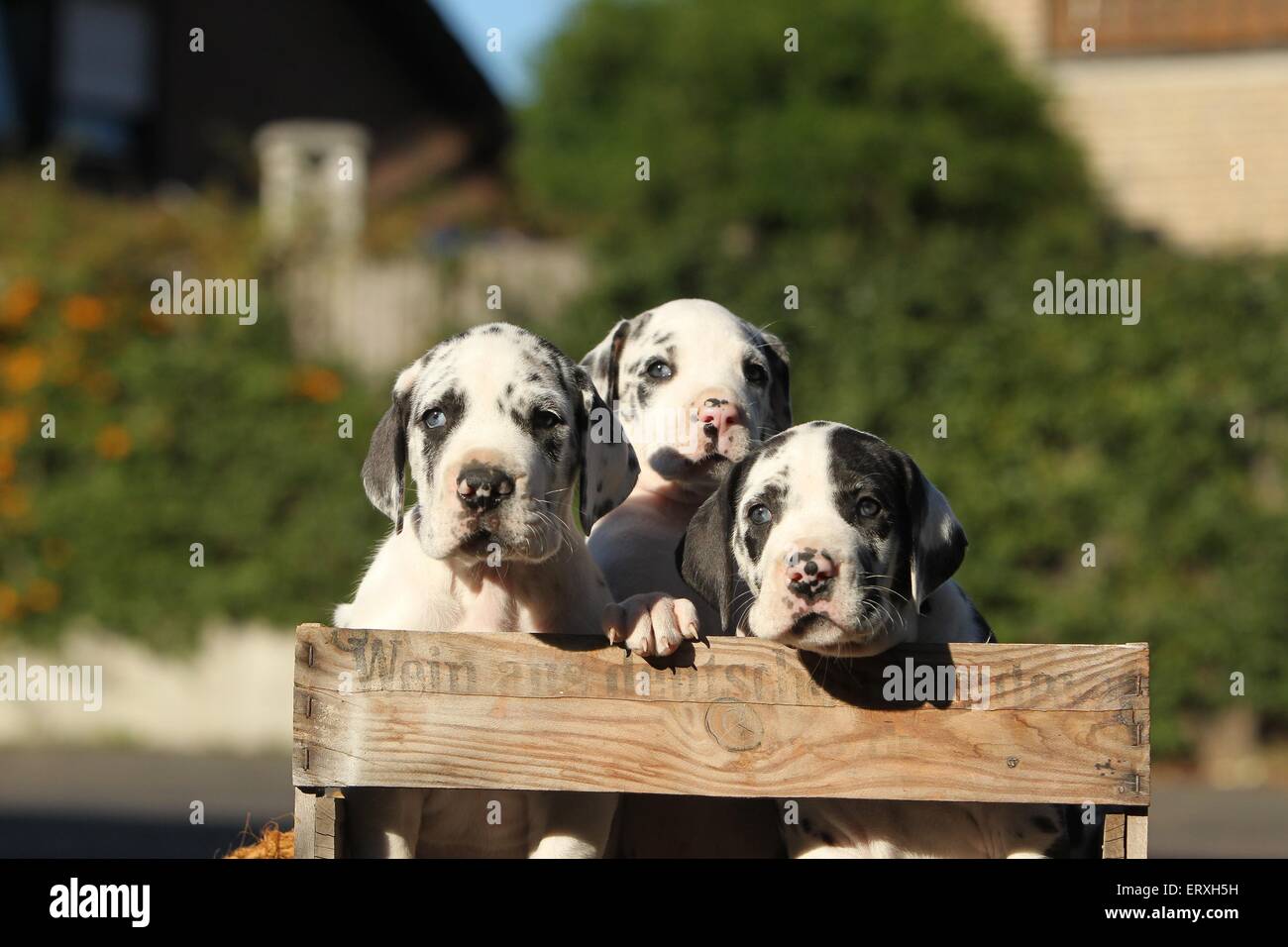 Great Dane Puppies Stock Photo - Alamy