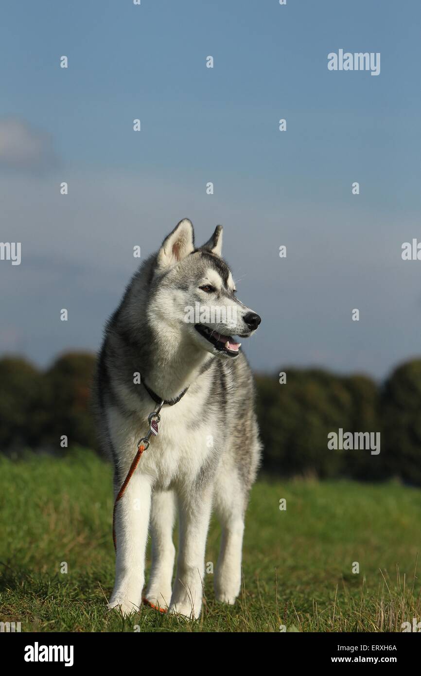 Husky dog standing hi-res stock photography and images - Alamy