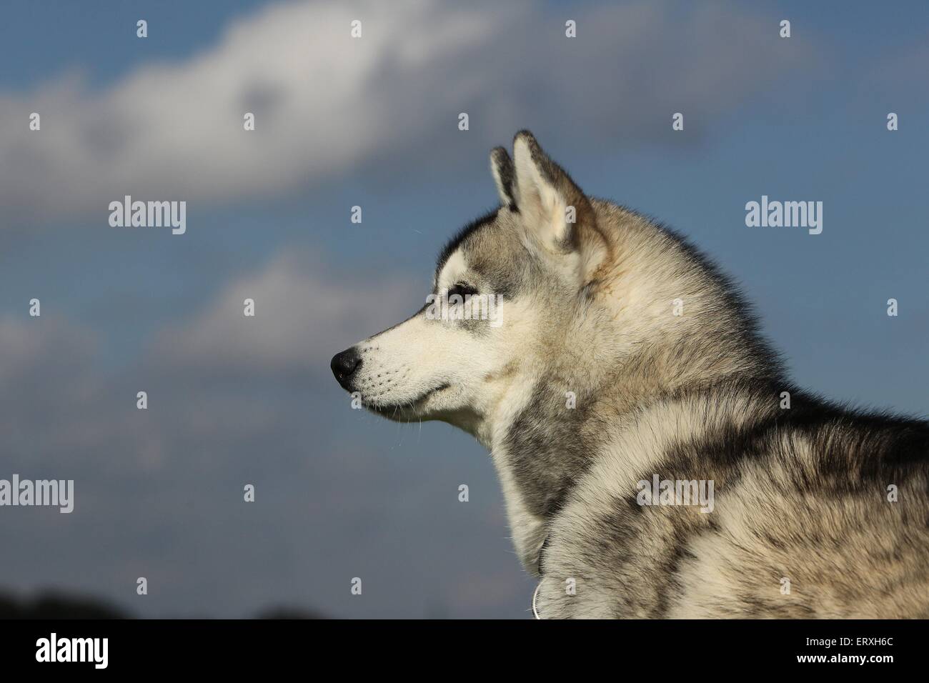 Siberian Husky Portrait Stock Photo - Alamy