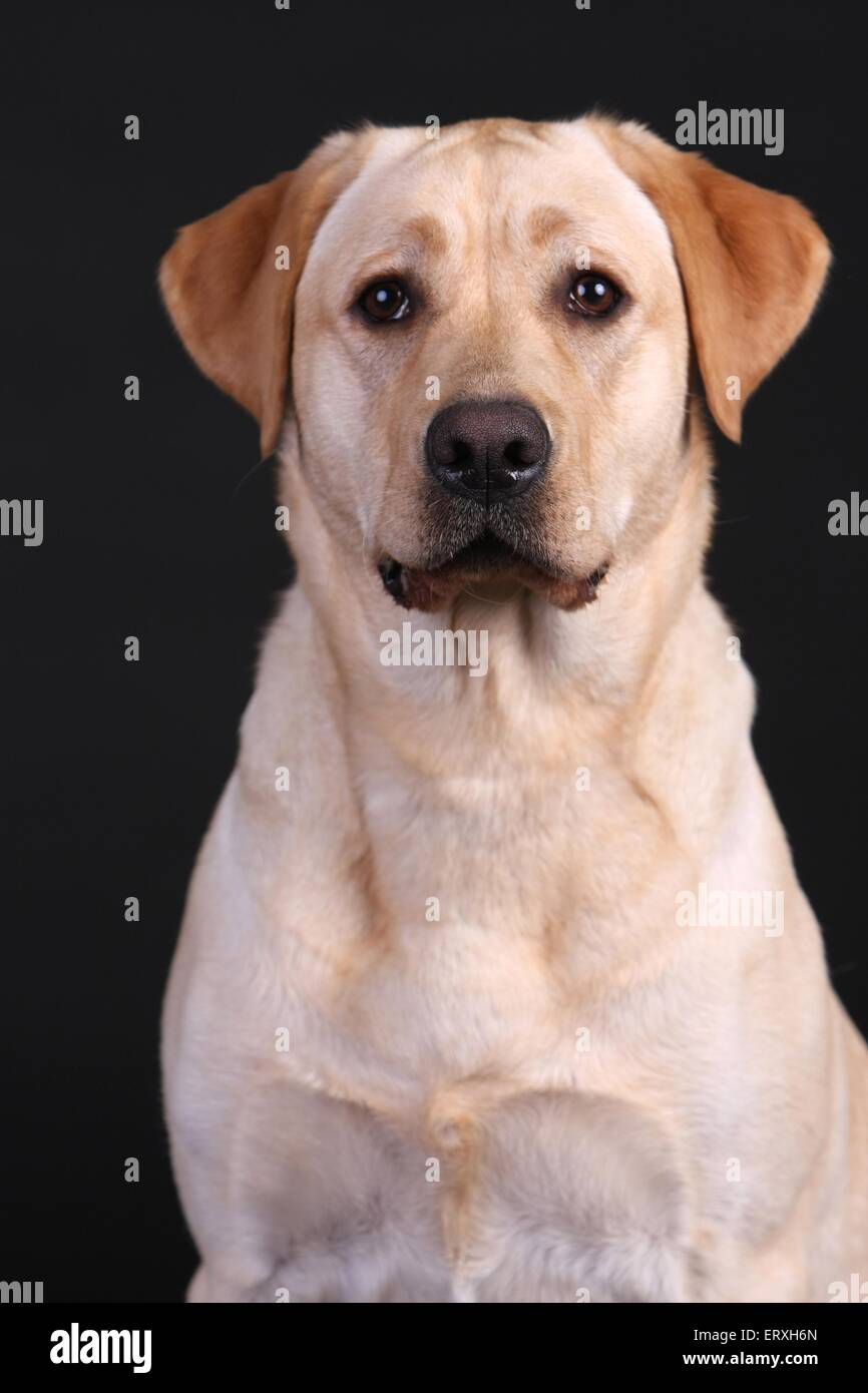 Labrador Retriever Portrait Stock Photo - Alamy