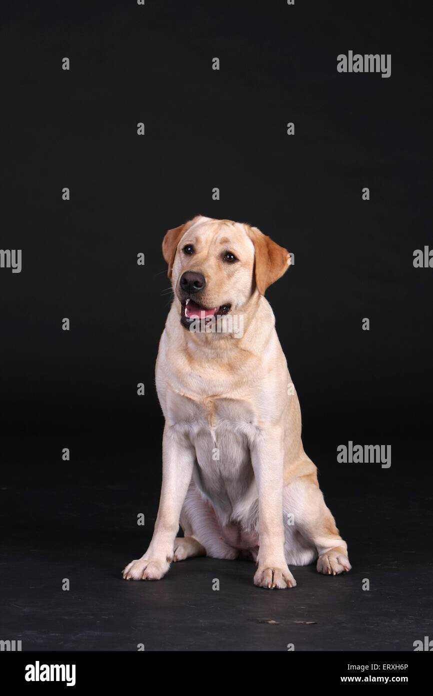 sitting Labrador Retriever Stock Photo - Alamy