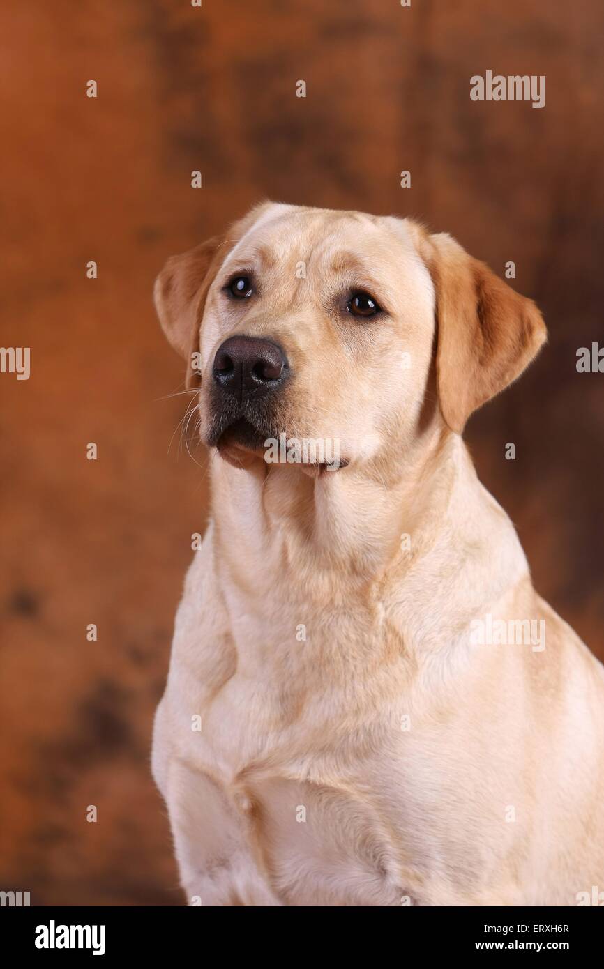 Labrador Retriever Portrait Stock Photo - Alamy