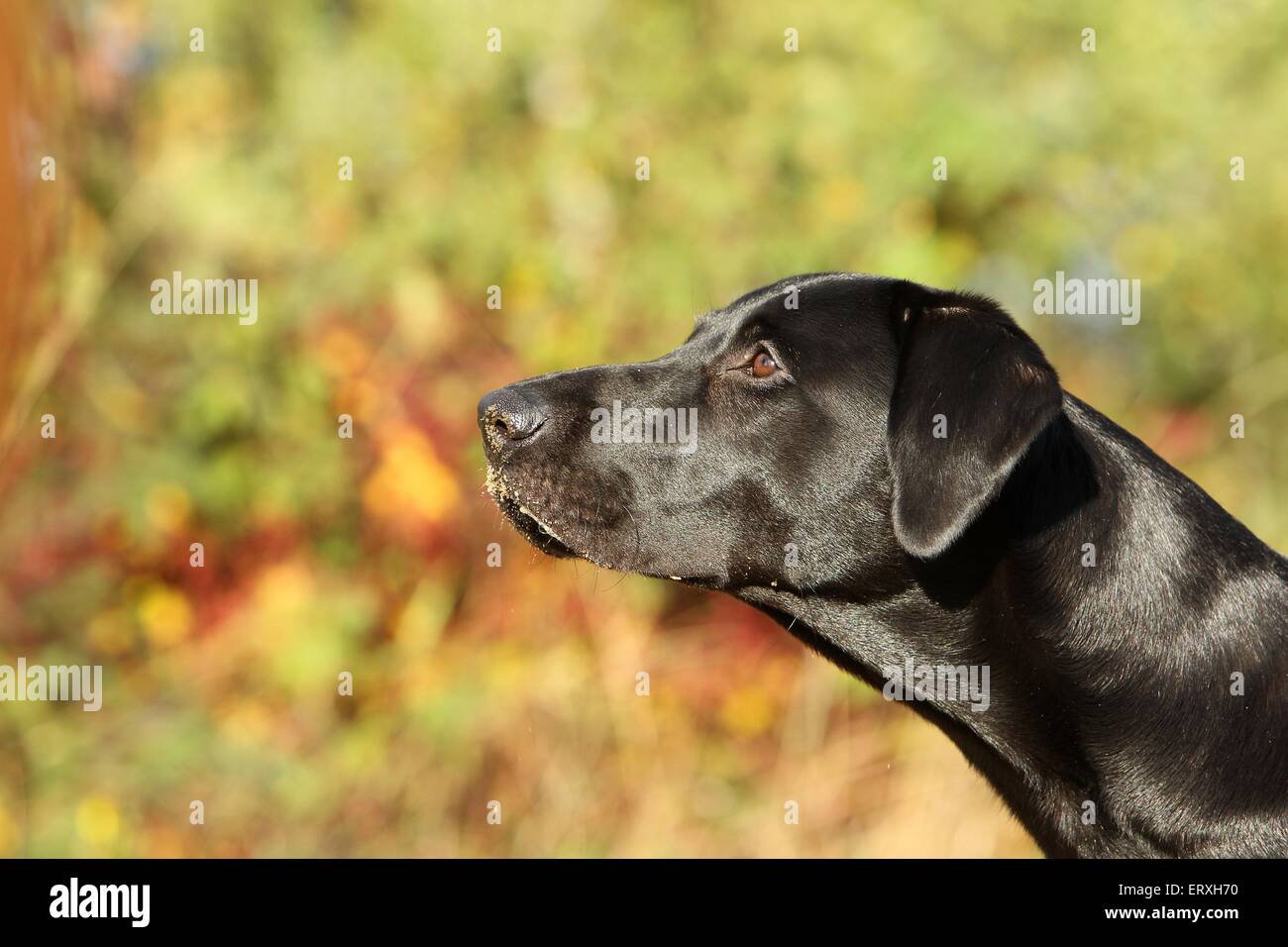 Labrador Retriever Portrait Stock Photo - Alamy