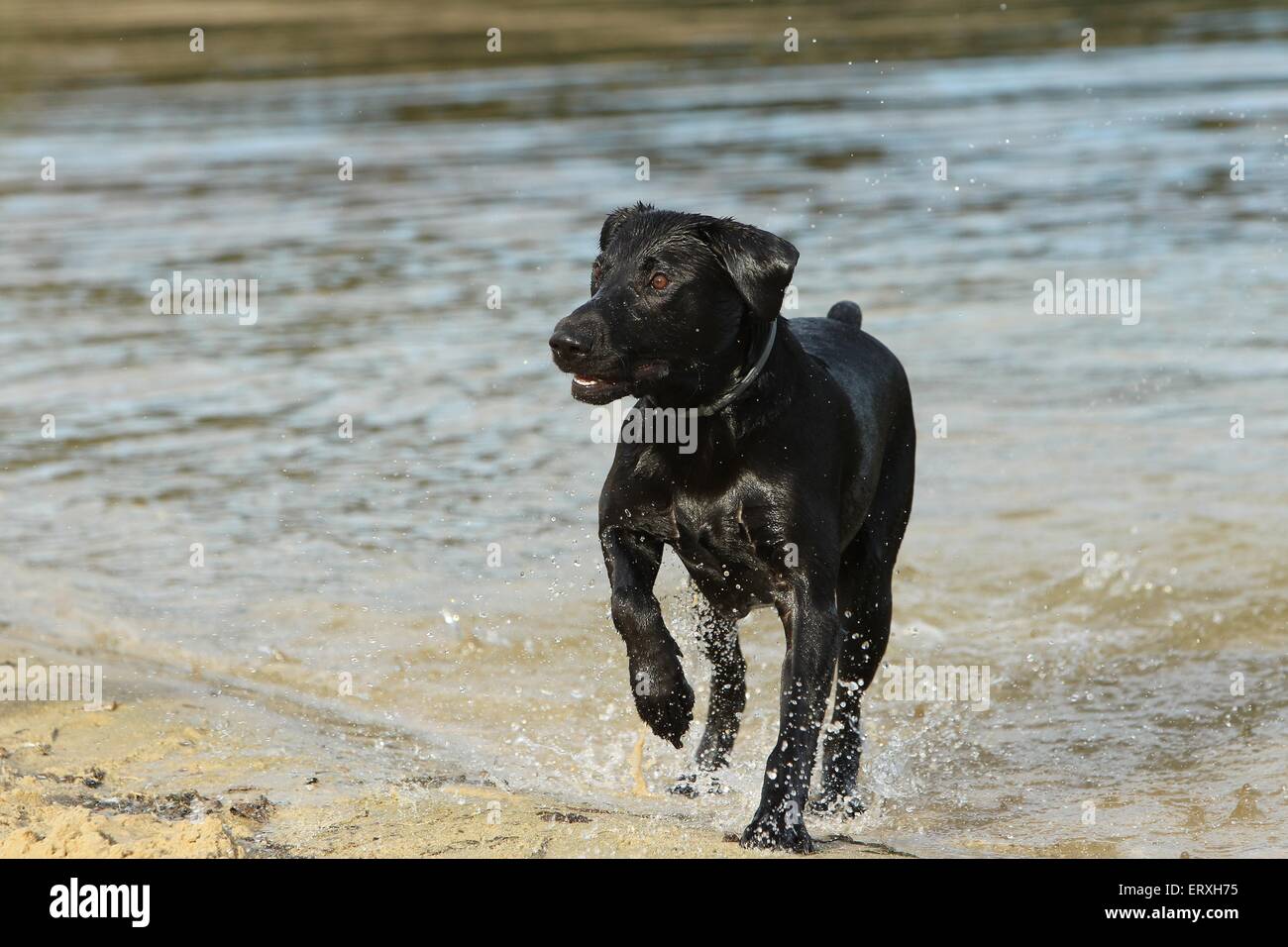 walking Labrador Retriever Stock Photo - Alamy