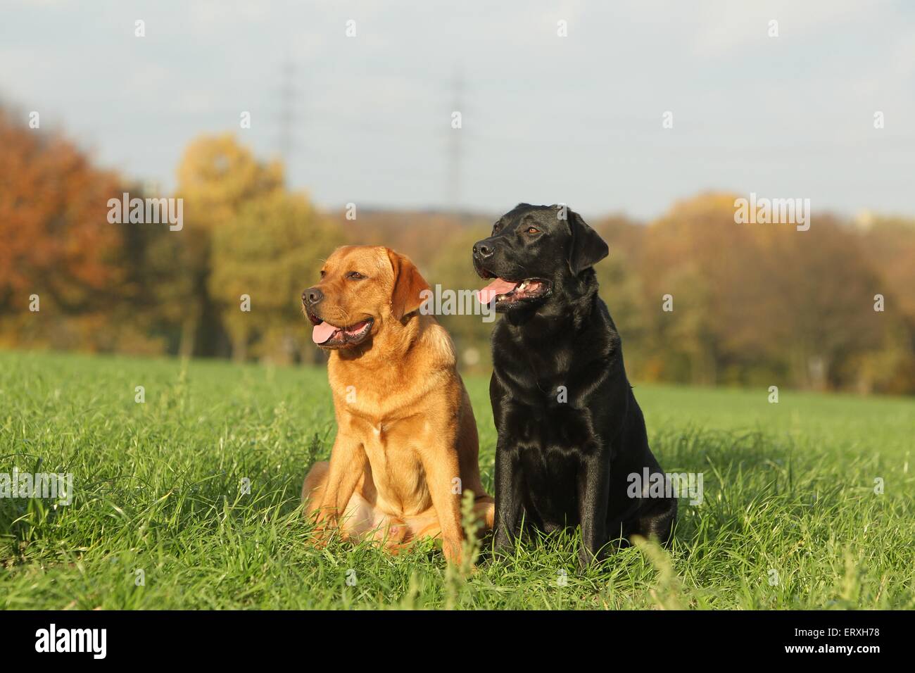 Two black labrador retrievers sitting hi-res stock photography and ...