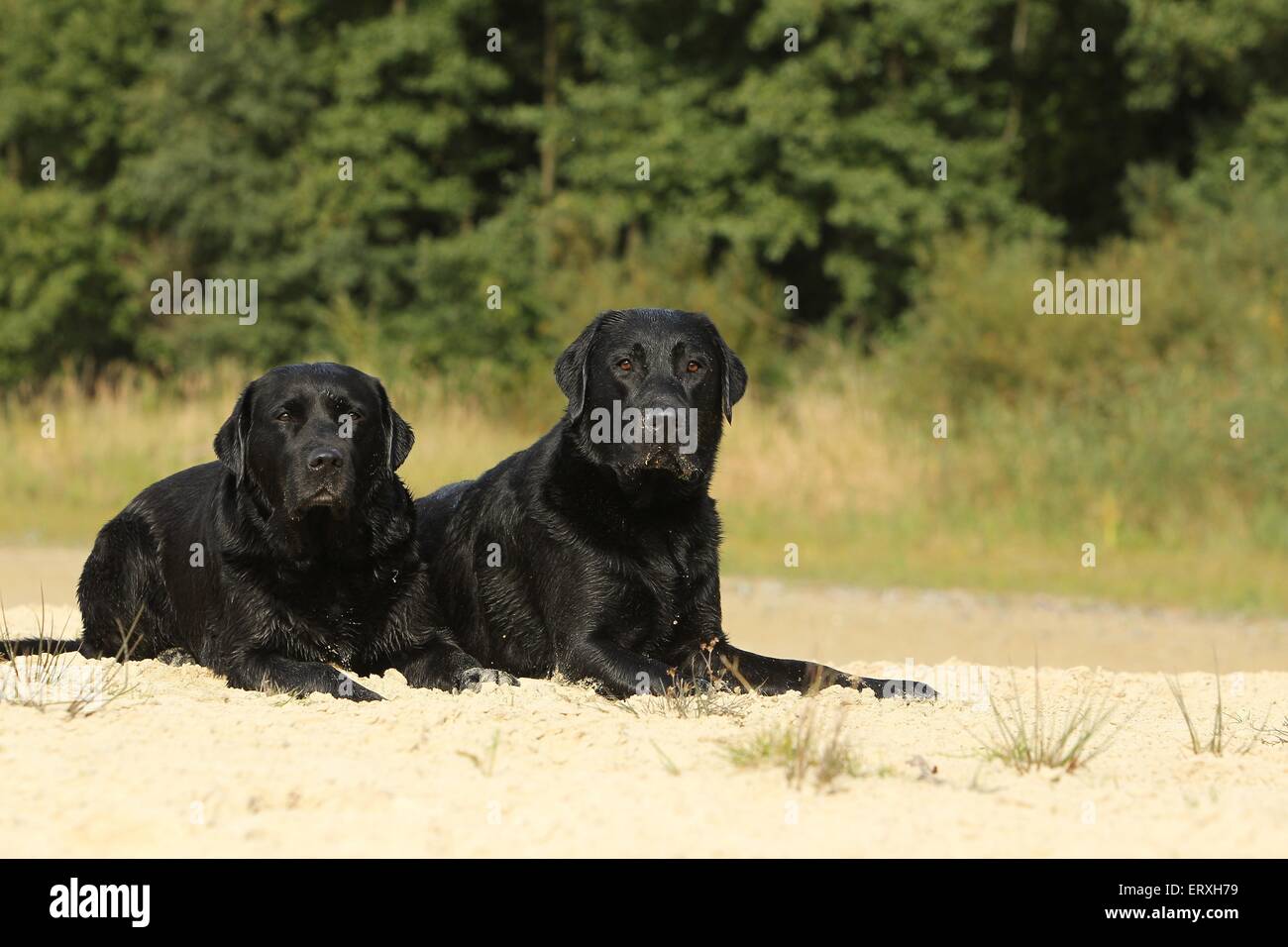 2 Labrador Retriever Stock Photo - Alamy