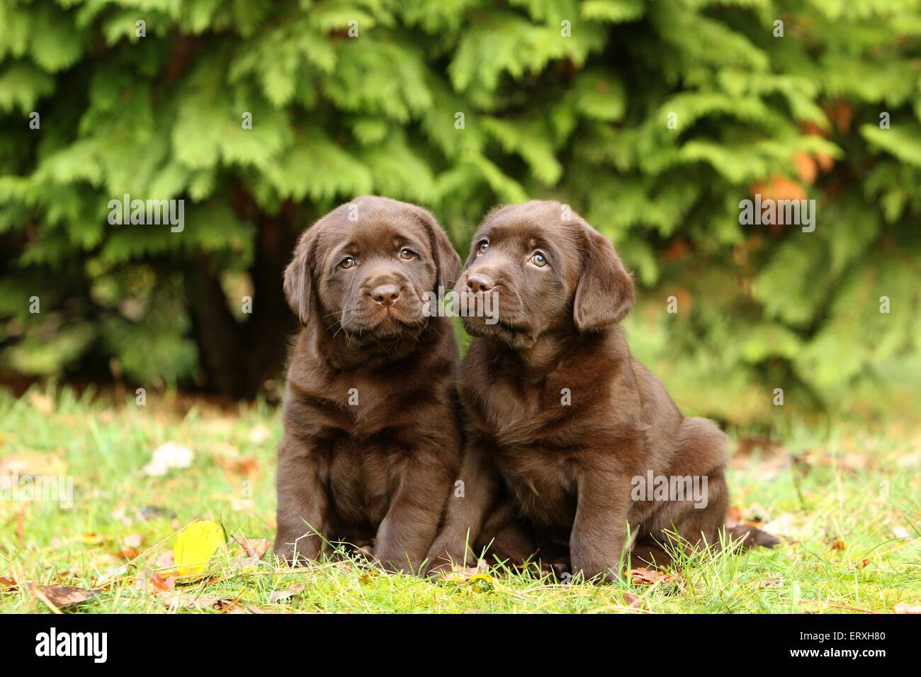 Two labrador retriever puppies sitting hi-res stock photography and ...