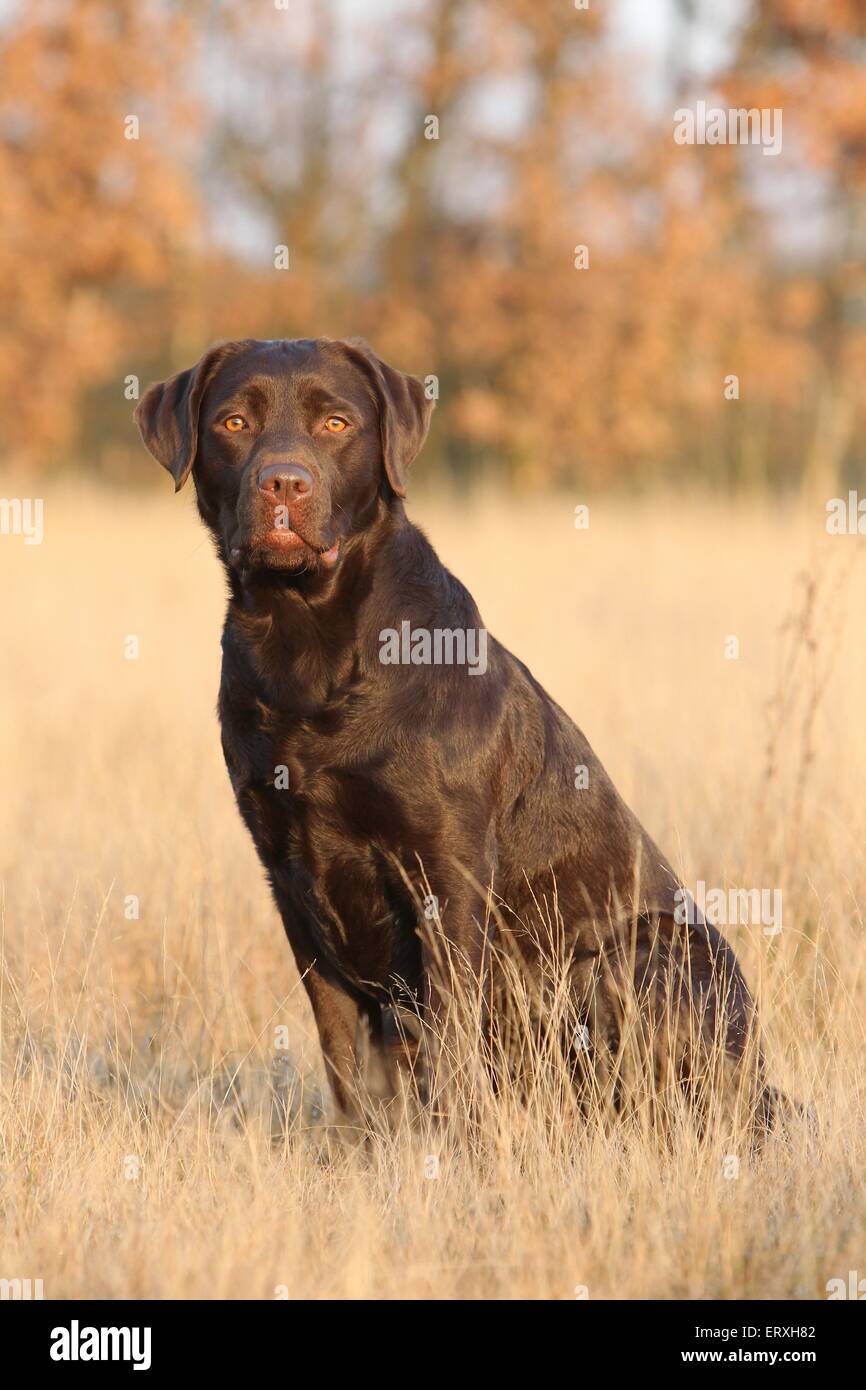 sitting Labrador Retriever Stock Photo - Alamy