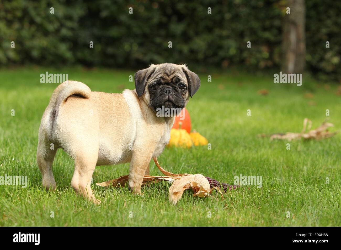 Side View Of A Pug High Resolution Stock Photography and Images - Alamy