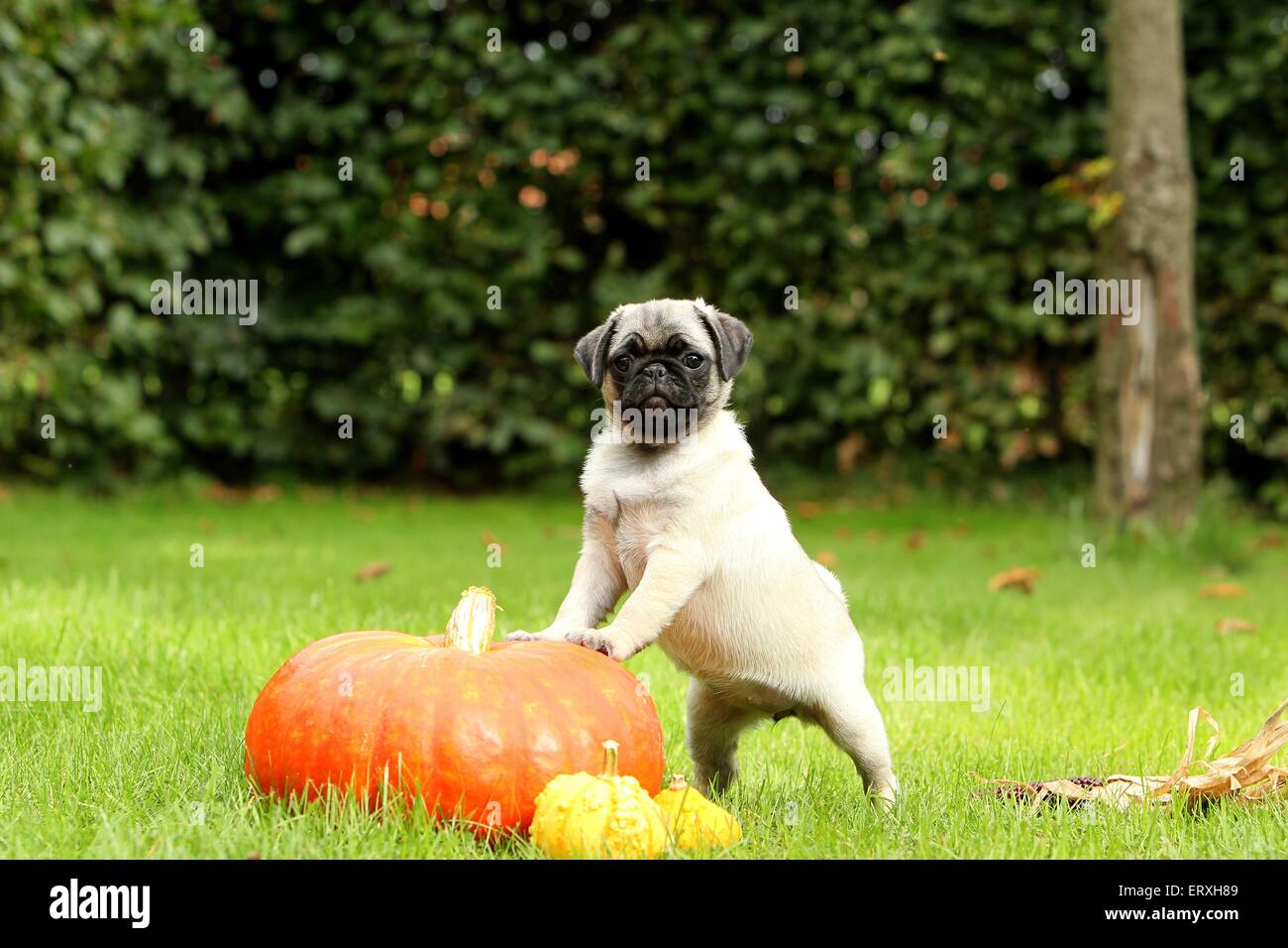 Pug and pumpkins hi-res stock photography and images - Alamy