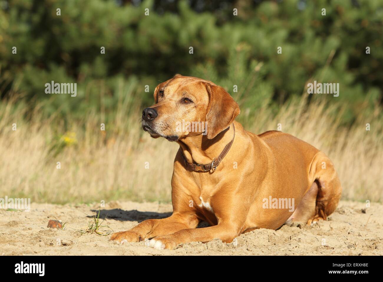 lying Rhodesian Ridgeback Stock Photo - Alamy