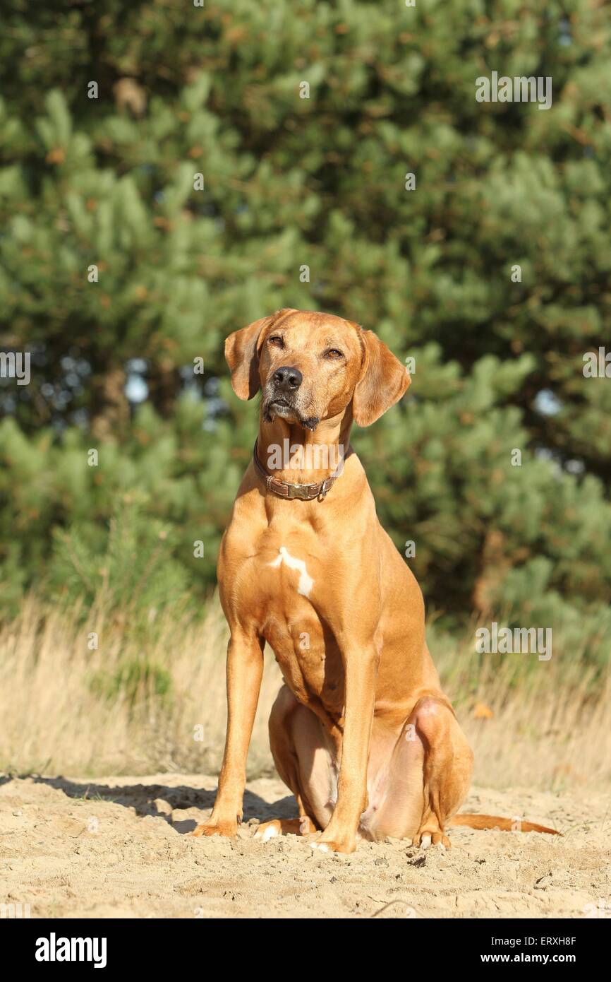 sitting Rhodesian Ridgeback Stock Photo - Alamy